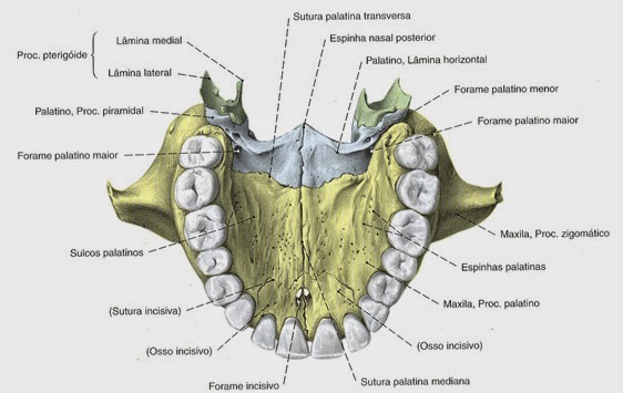Muito bom esse café !: Anatomia - O crânio (vista inferior)
