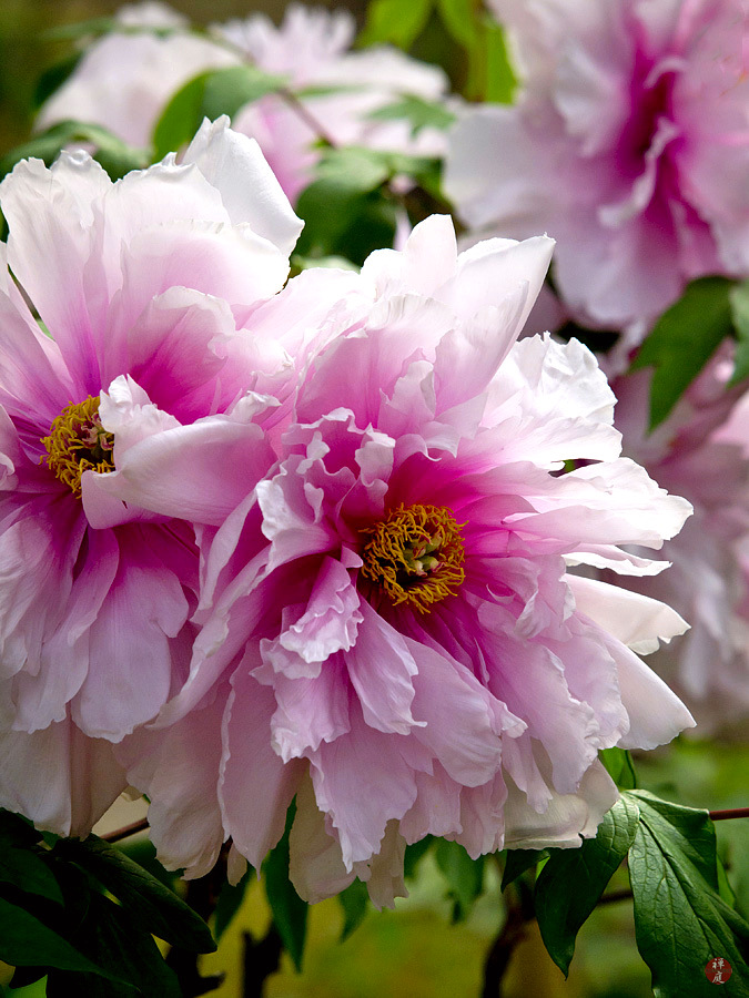 FROM THE GARDEN OF ZEN: Haru Botan (spring peony) flowers in Kencho-ji