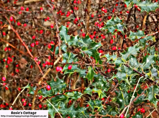 Rosie's Cottage: The Picture Perfect Project - Last Of The Scottish Holly