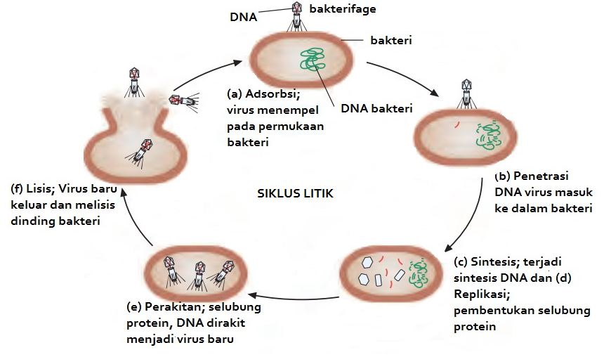 Siklus Hidup dan Peranan Virus - MAHKOTA SAINS Siklus Hidup dan Peranan Virus - MAHKOTA SAINS