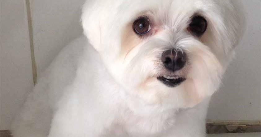 TOSA BEBÊ - TOSA VERÃO - TOSA TESOURA -TOSA PORTO ALEGRE: MALTES - TOSA ...