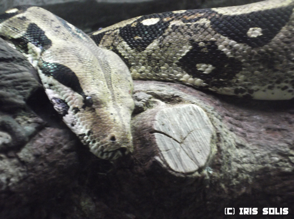 FaunaDex: Boa constrictor