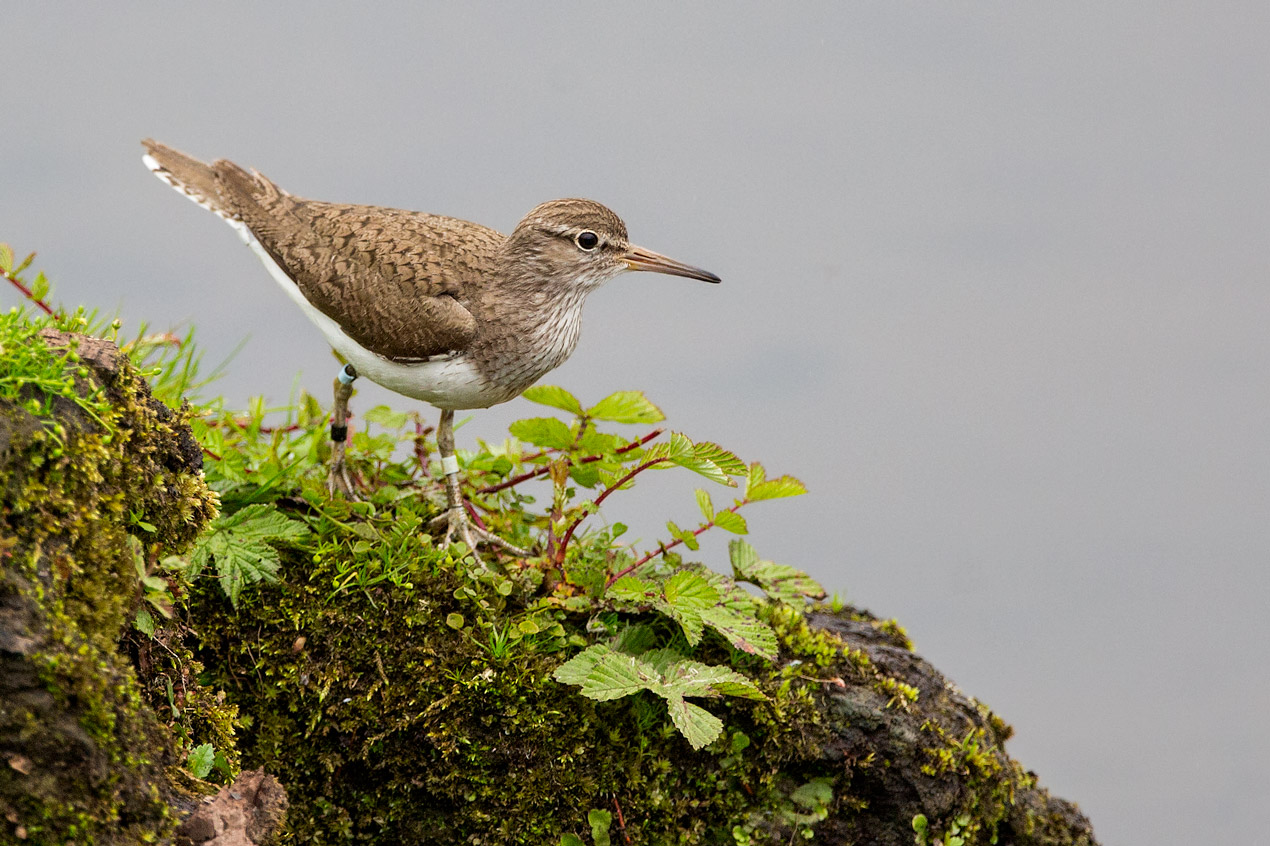 MP7A4290Common-Sandpiper.jpg