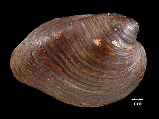 Variety of Life: Palaeoheterodonta