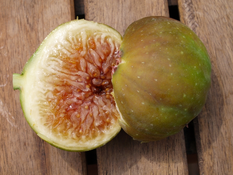 Nazareth Fig - Var Tin