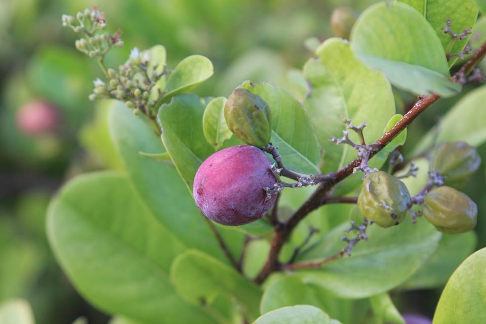 Icaquier (Chrysobalanus icaco L.)