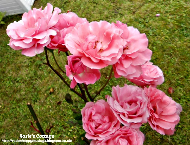 Rosie's Cottage: Roses: Much Loved Quotes & Free Printable