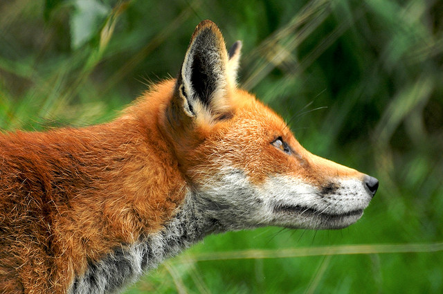 8 Beautiful Photos of Solitary Hunters Red Foxes. | The Life in The World