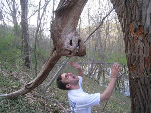 Ghost Hunting Theories: Anthropomorphic Trees