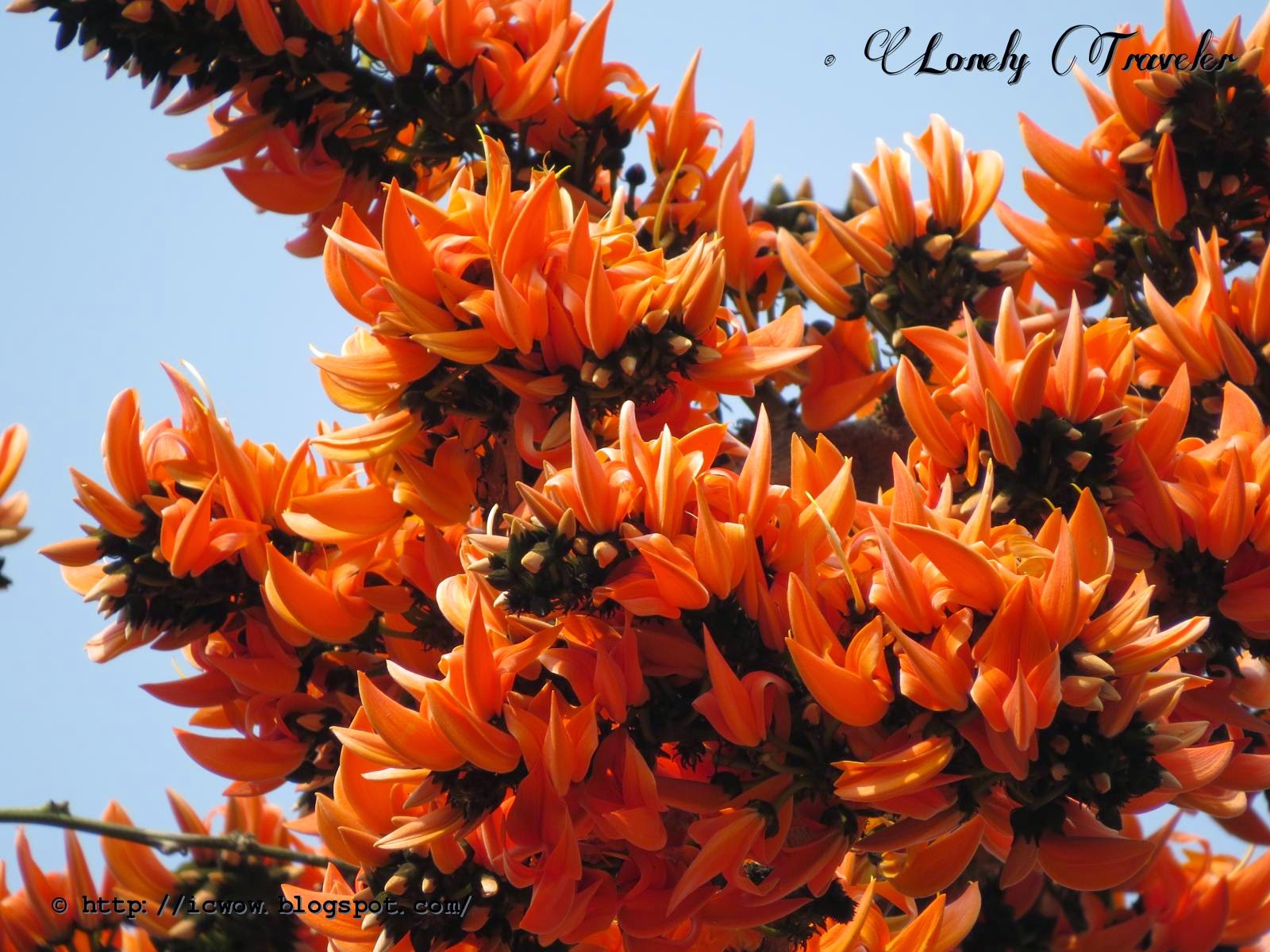 Flame of the Forest - Butea monosperma