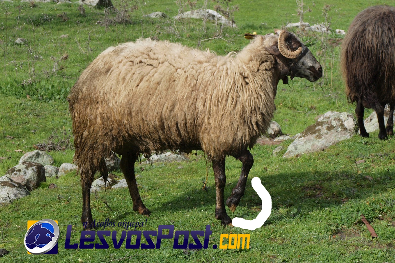 «Πάσχα» με ξένα κατσίκια και γουρούνια θα κάνουν κλέφτες στον Σκόπελο ...