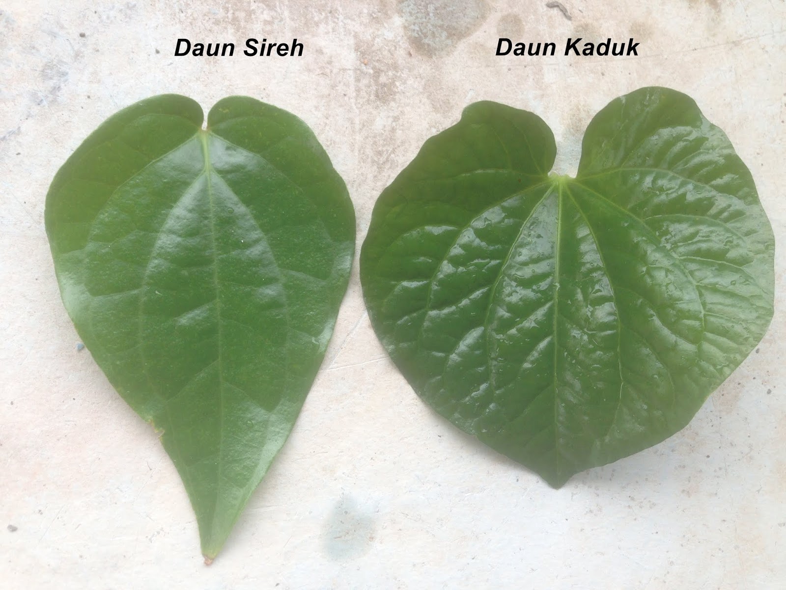 Jom Tanam Sayur ( JTS ) : Perbezaan Antara Daun Kaduk Dan Daun SirehJom ...