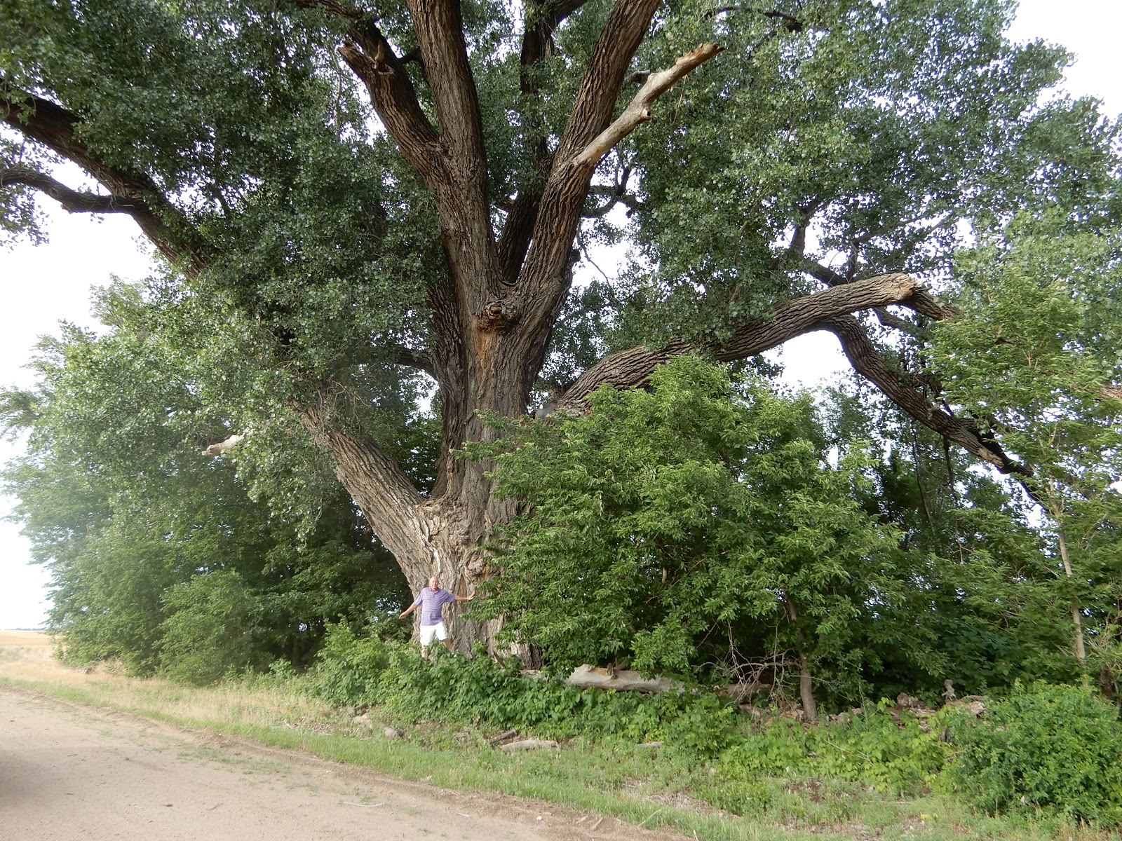 Kim's County Line: Cottonwoods: Wtiness Trees