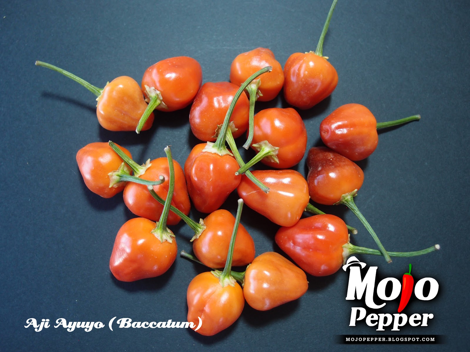 The Mojo Pepper - Just a Chili Pepper grower