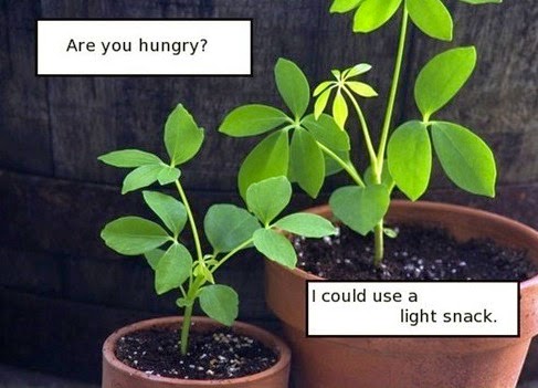 Ms. Robinson's Super Scientists: Unit 3: Photosynthesis