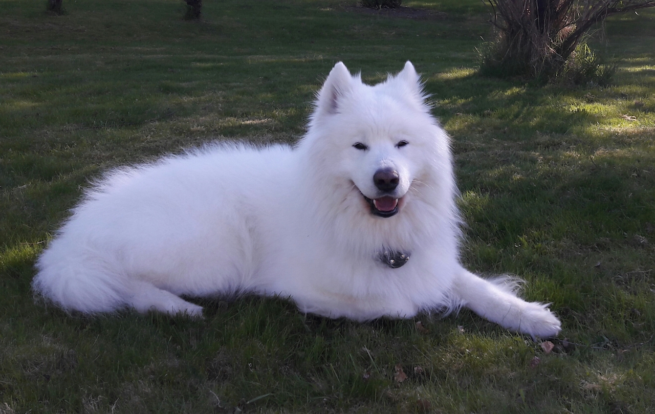 Lemmikkilankaa: Samojedi Nalle