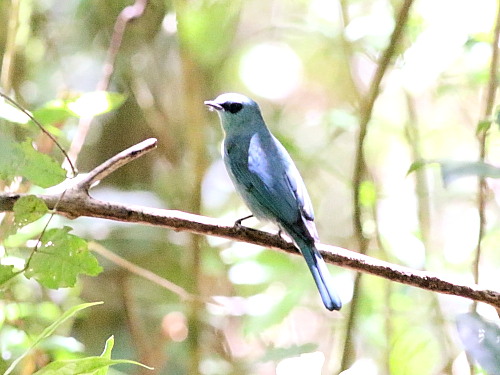 Birding North Unst: 25th February 2017 Mount Lang Biang