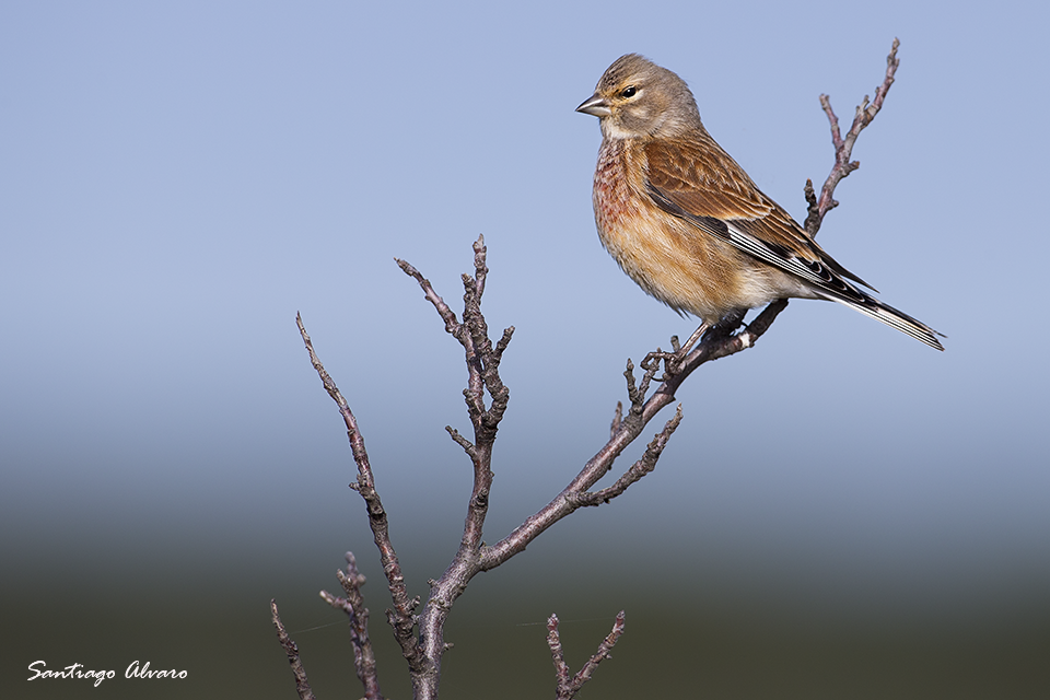 PARDILLO COMÚN | Mirada