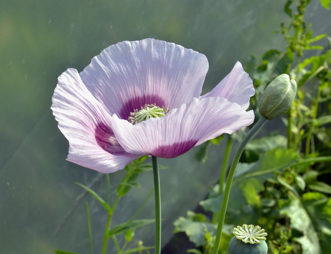 North Fife: Opium Poppies