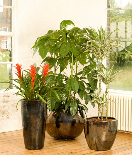 Placed In Indoor Plant Pots Add the Natural Beauty of Any Space - Home ...