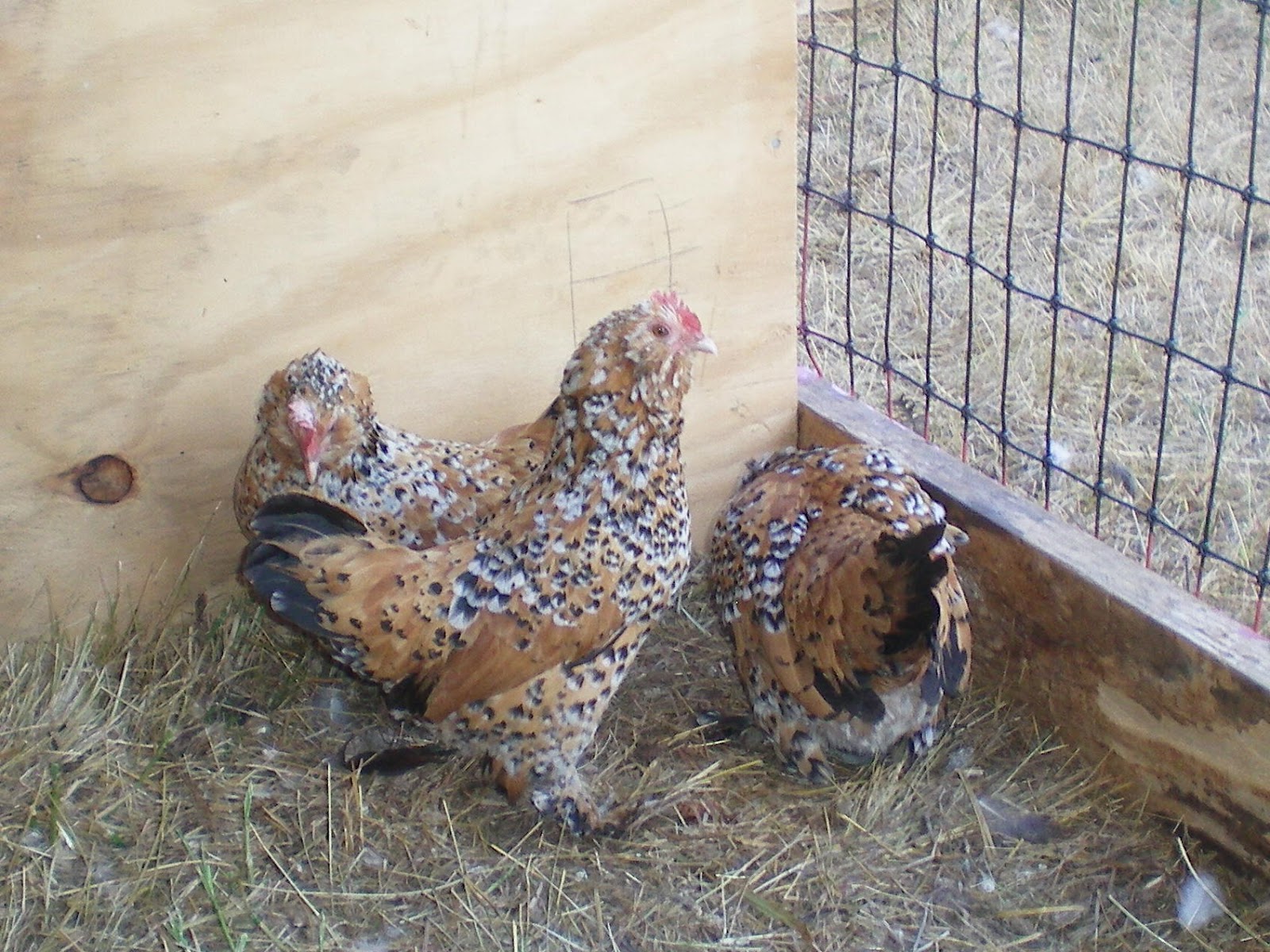 Just Chickens...: How to hatch more hens part two