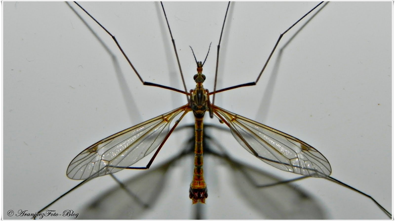 NaturAranjuez: Tipula maxima