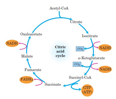 Citric acid cycle or TCA (tricarboxylic acid) cycle