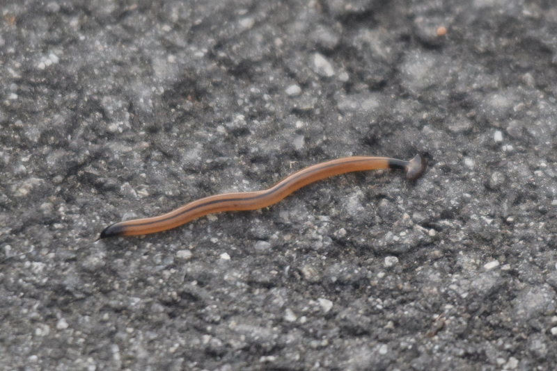 Singapore Wild Animals: Flatworms