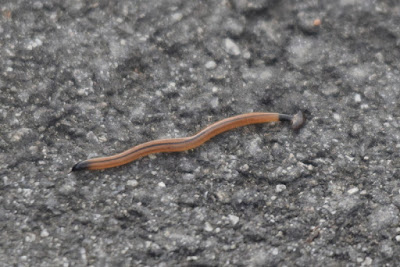 Singapore Wild Animals: Flatworms