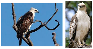 7 Fakta unik burung Elang Flores, hewan pemangsa yang terancam punah ...