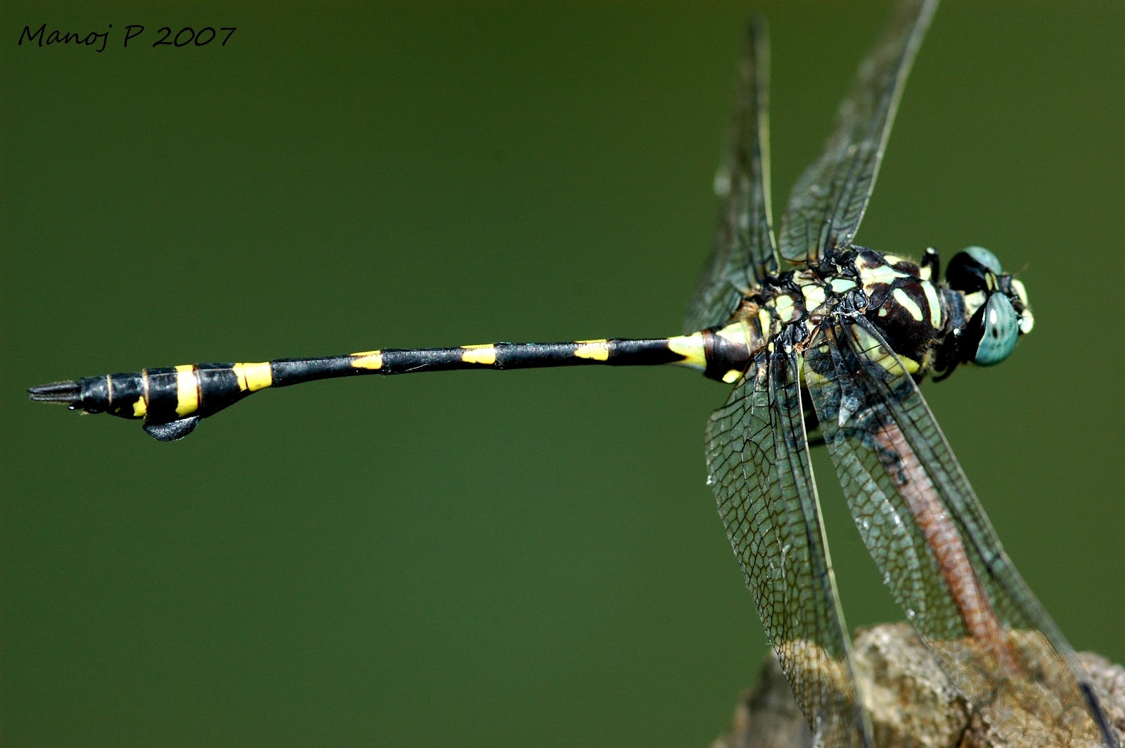 Dragonflies of India