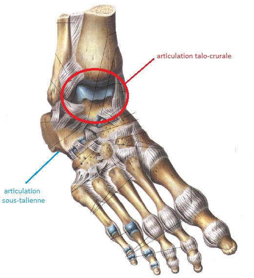 Un Jour En Chirurgie Orthopedique Et Traumatologique: Un cas clinique d ...