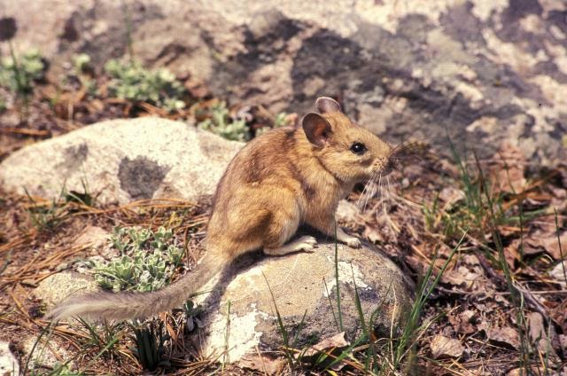 Rata de la madera de cola tupida (Neotoma cinerea)