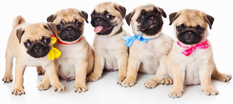 Mano Niufučio gyvenimas: Artimiau susipažinkime su MOPSO veislės šunimis ;)