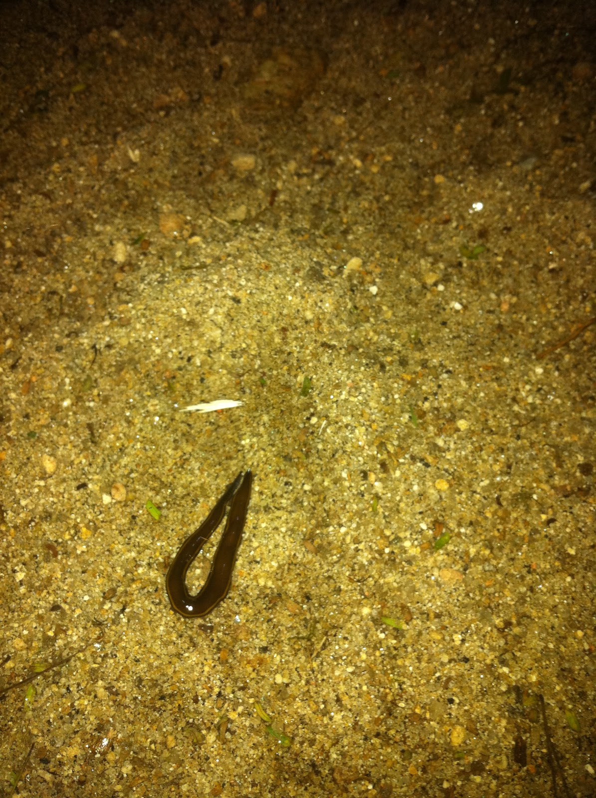 Fauna e Flora da Mata Atlântica: sanguessuga