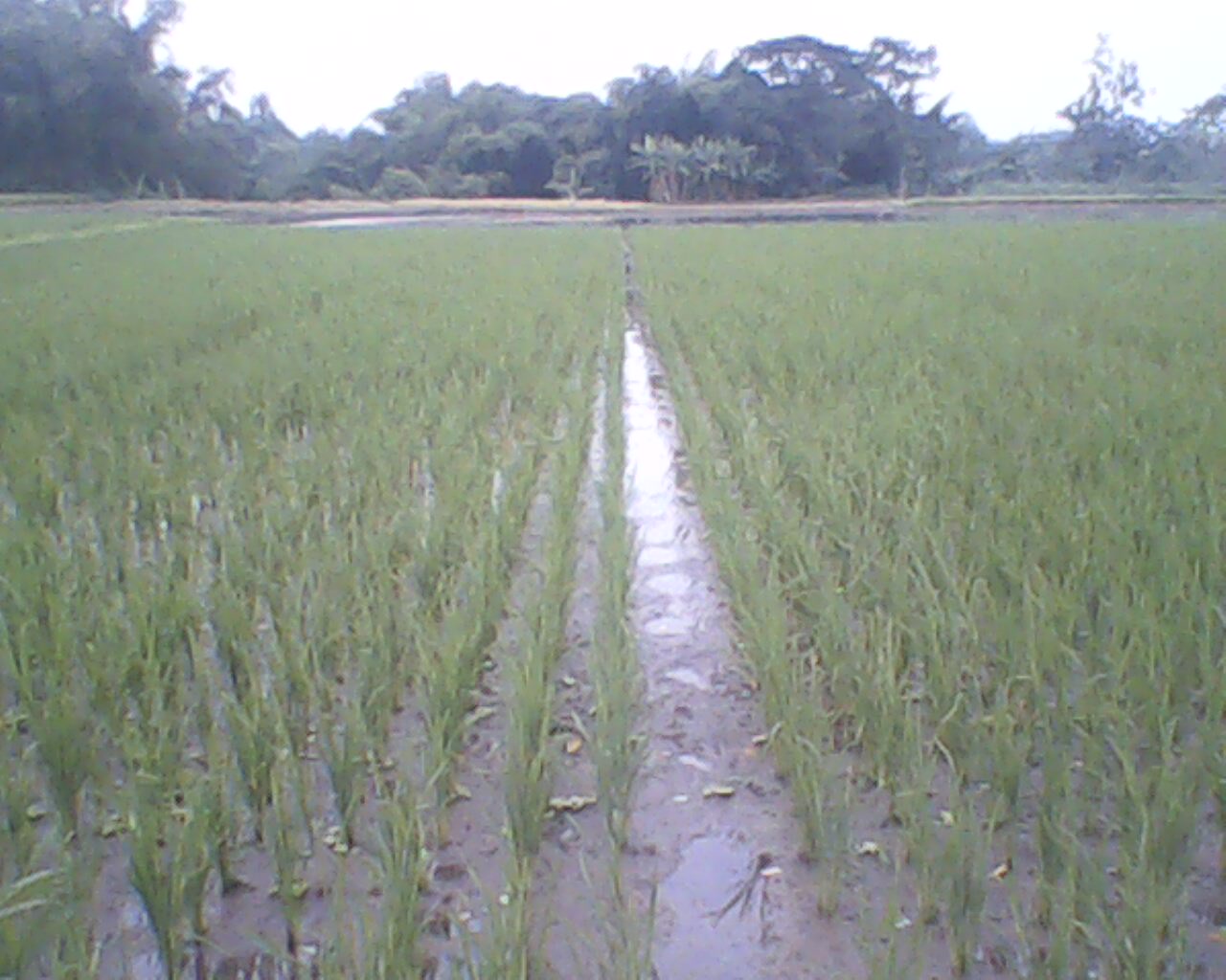 AGROKULTUR: Sistem Pengairan Berselang