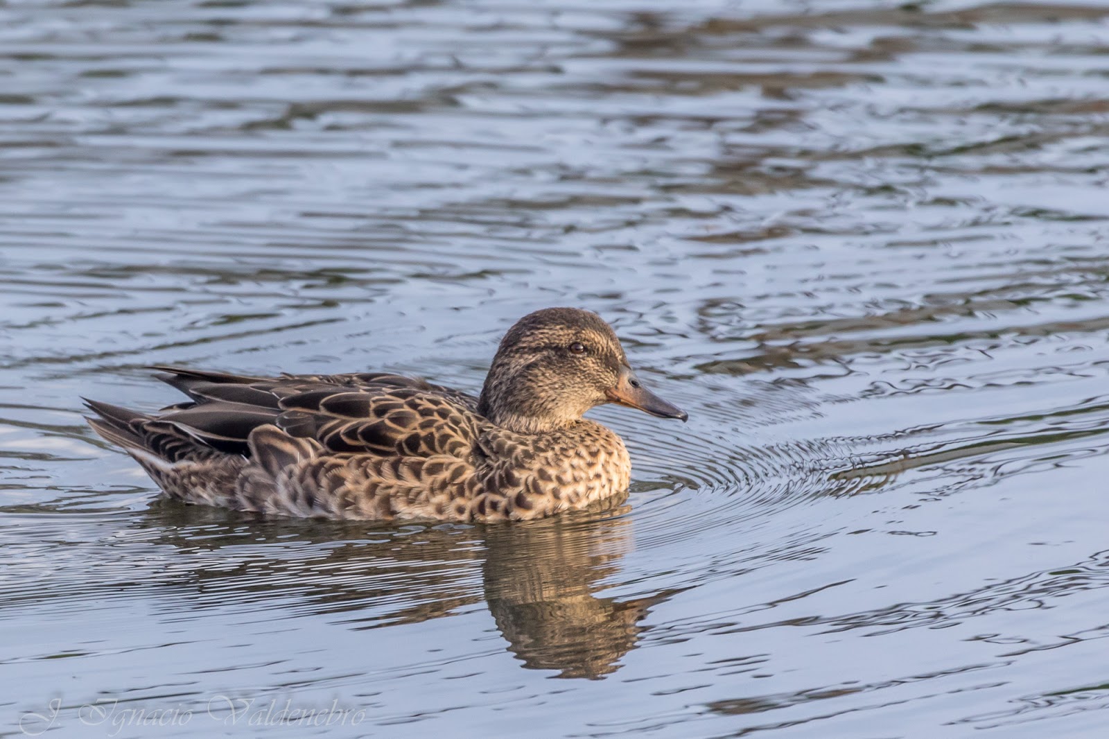 DocNatureBlog: El pato de superficie más pequeño de Europa. Cerceta ...