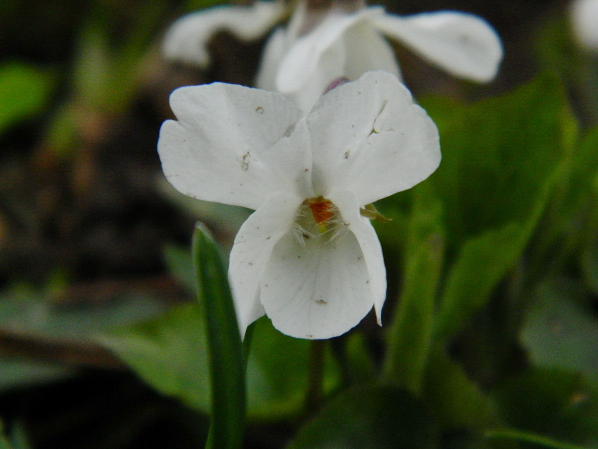 LA MULTI ANI, ROMANIA!: Toporasi albi