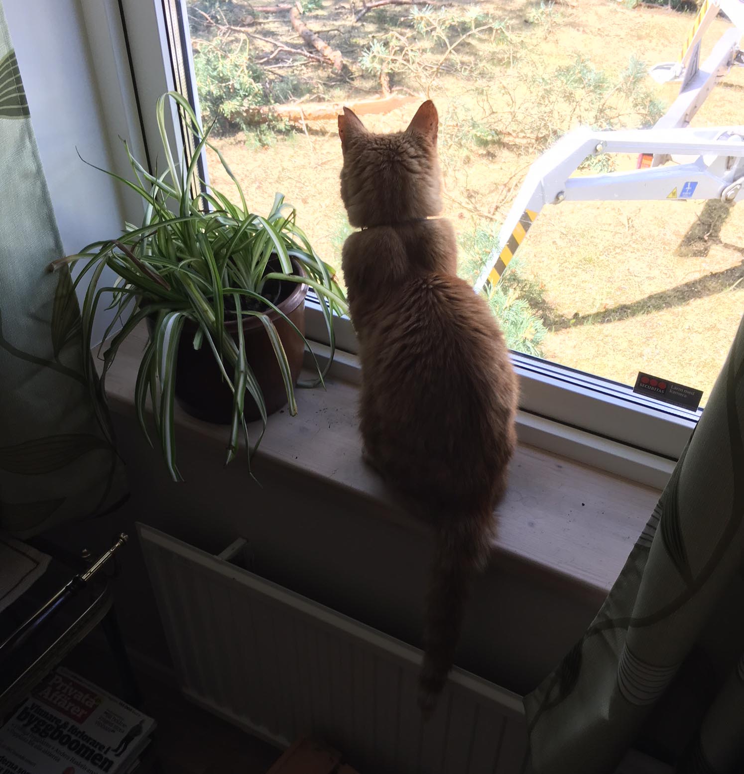 Katten Gustav: Men vad gör de??