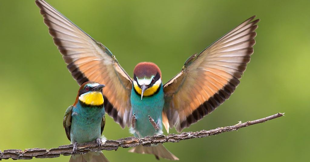 Las mejores fotografías de aves exóticas que te puedas imaginar