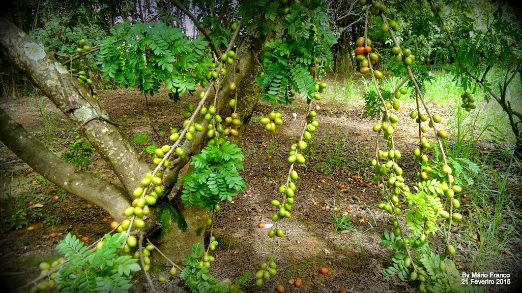 SERIGUELA, CIRIGUELA - ( Spondias purpúrea ) - Meu Cantinho Verde