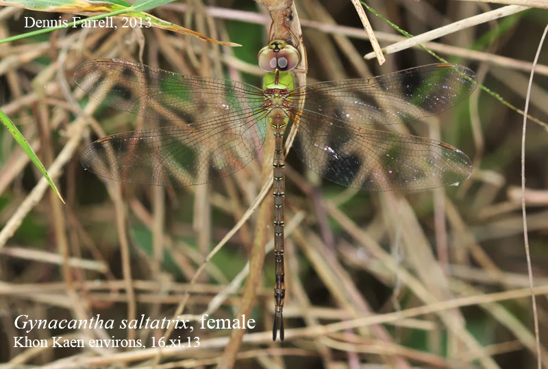 Dragonflies & damselflies of Thailand: A short trip to Khon Kaen ... part 2
