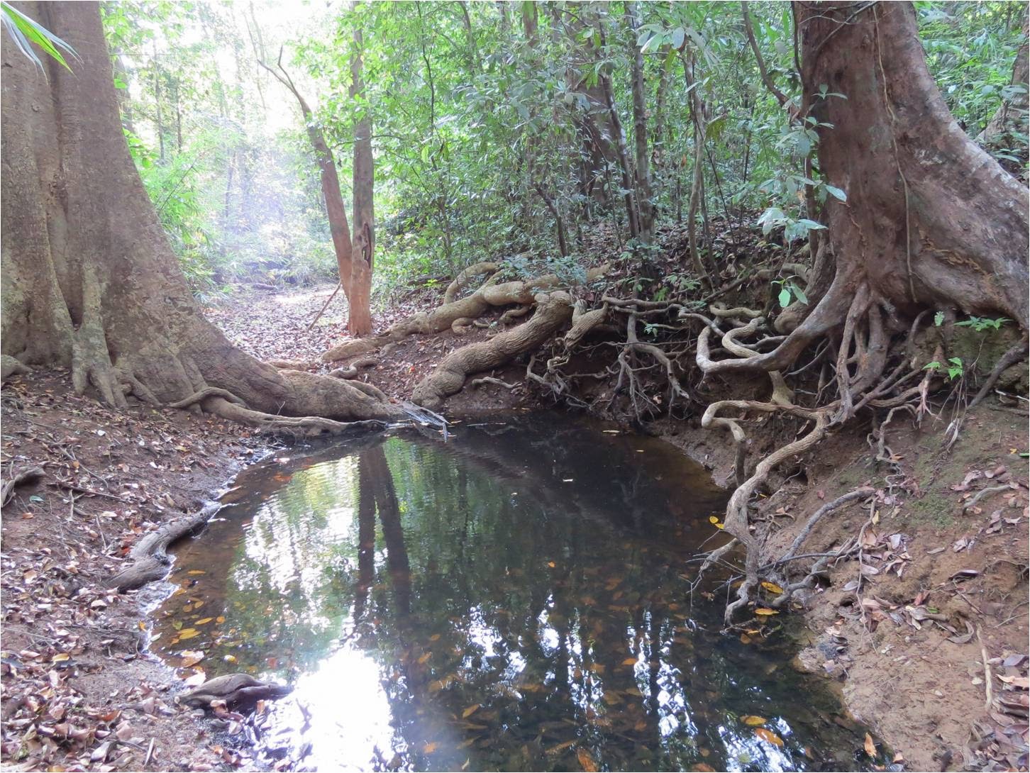 Agumbe Rain Forest Visit in Search of King Kobra at Kalinga Center for ...