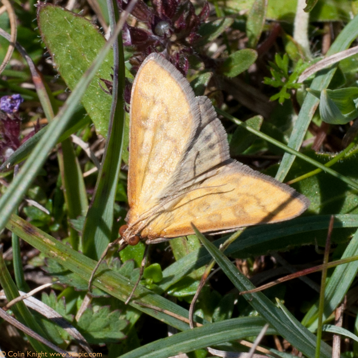Postcards from Sussex: Grayling Festival at Windover Hill