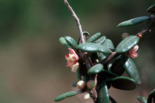 PLANT FAMILIES OF PUERTO RICO AND FLORIDA PAPO VIVES: SIMAROUBACEAE NÚM ...