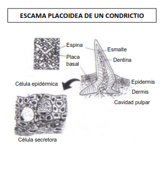 Introducción al conocimiento de los Peces: Prologo