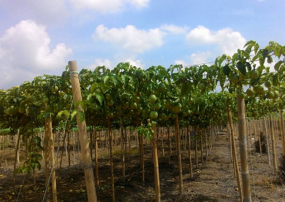 Hang Kebun: BUAH MARKISA