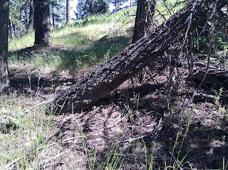 Small Forest Timber Owner Blog for WA: This is Laminated Root Rot