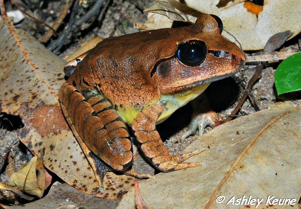 Australian Frogs Photography: KEUNEA PHOTOGRAPHY: Monitoring Frog ...