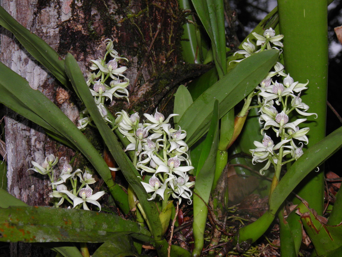 Asociación Jalisciense de Orquideología: Descripciones de Plantas (O a P)